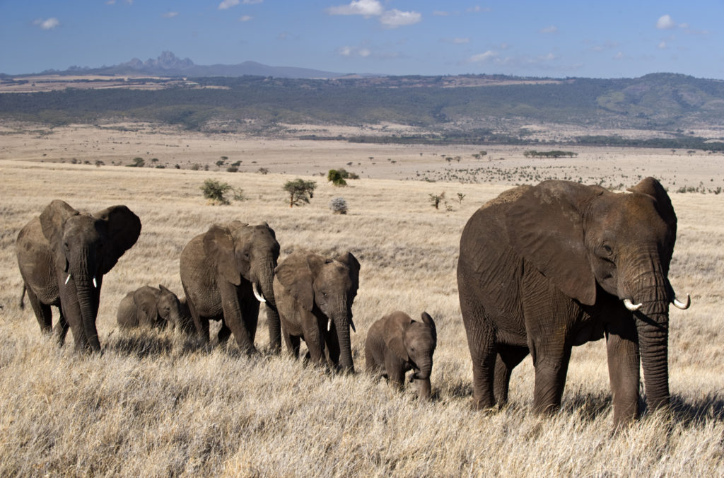AFRICAN ELEP[HANT (Loxodonta africana) - Lewa Wildlife Conservancy