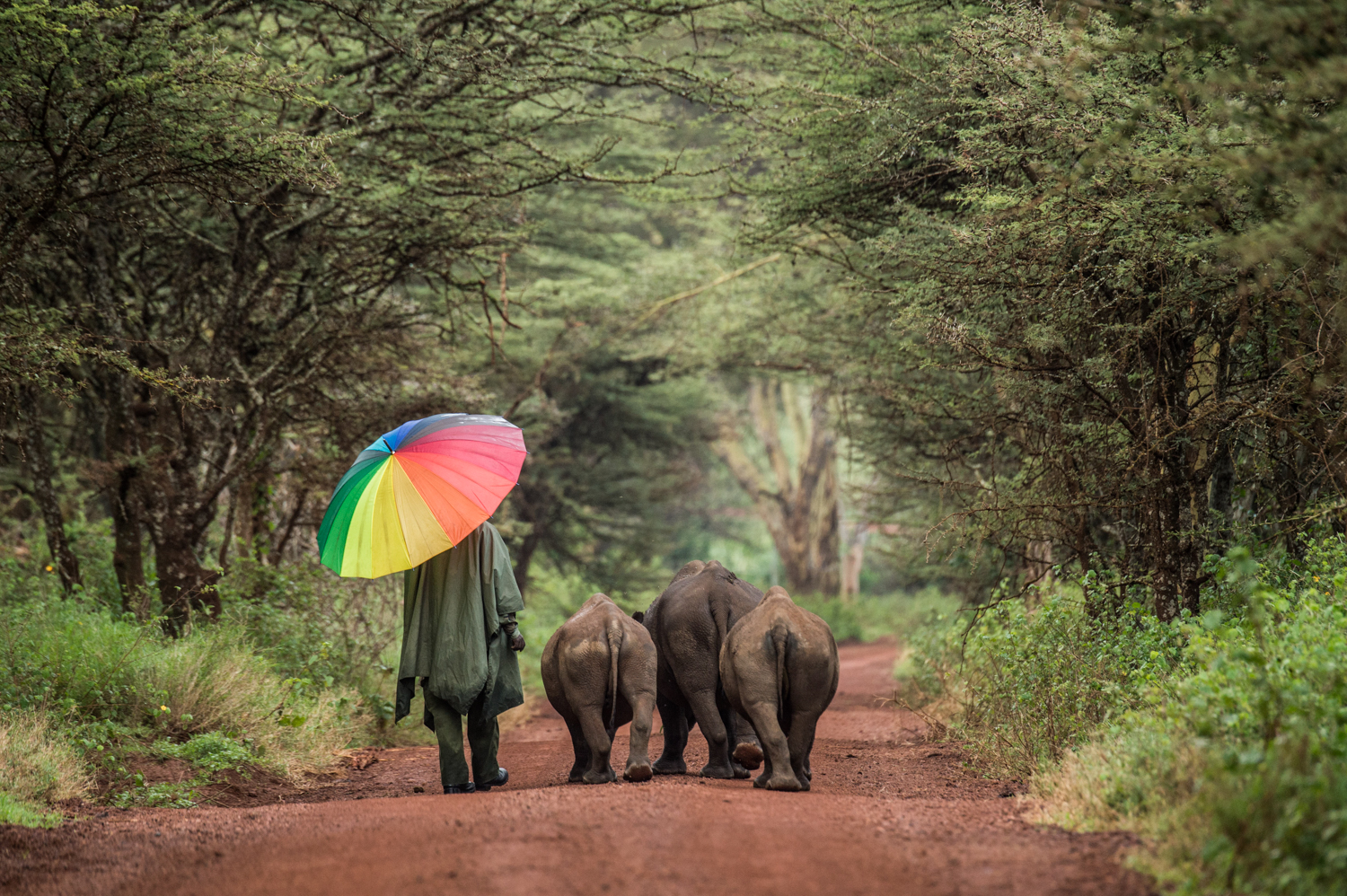 KEN0593 - Lewa Wildlife Conservancy