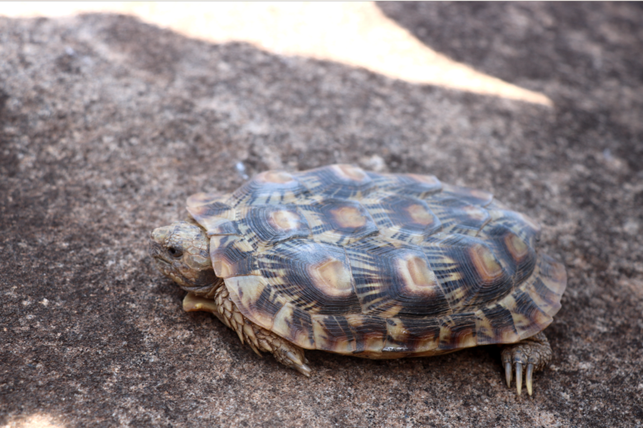 Critically Endangered Pancake Tortoise Discovered on Lewa - Lewa ...