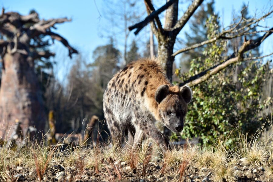 Zurich Zoo - Lewa Wildlife Conservancy