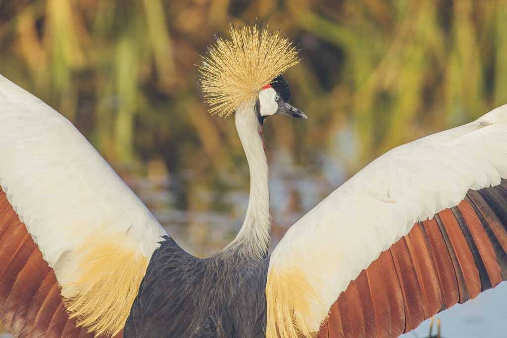 Lewa Marks World Wetlands Day 2021 - Lewa Wildlife Conservancy