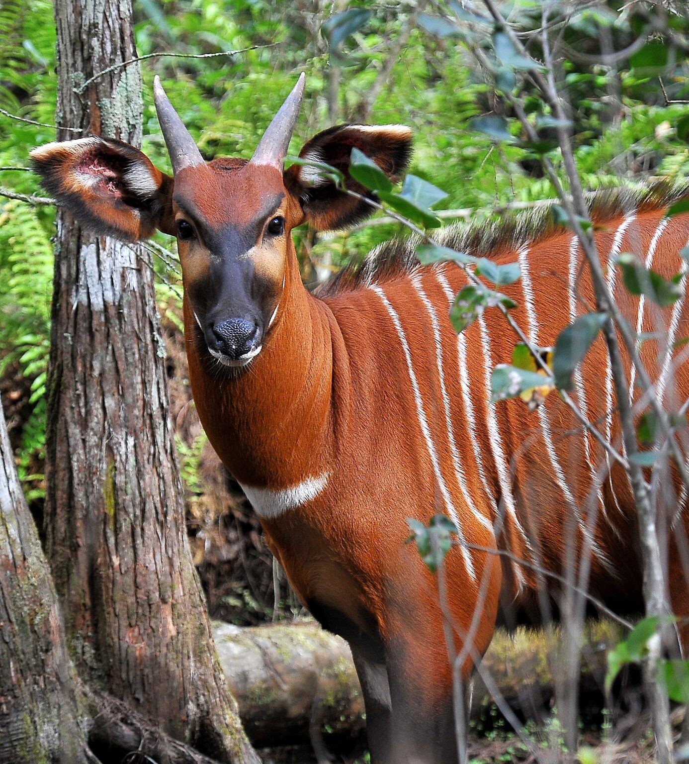 Kenya on the path to establish new Mountain Bongo and Black Rhino ...