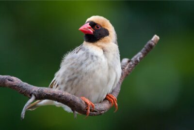 Lewa Wildlife Conservancy