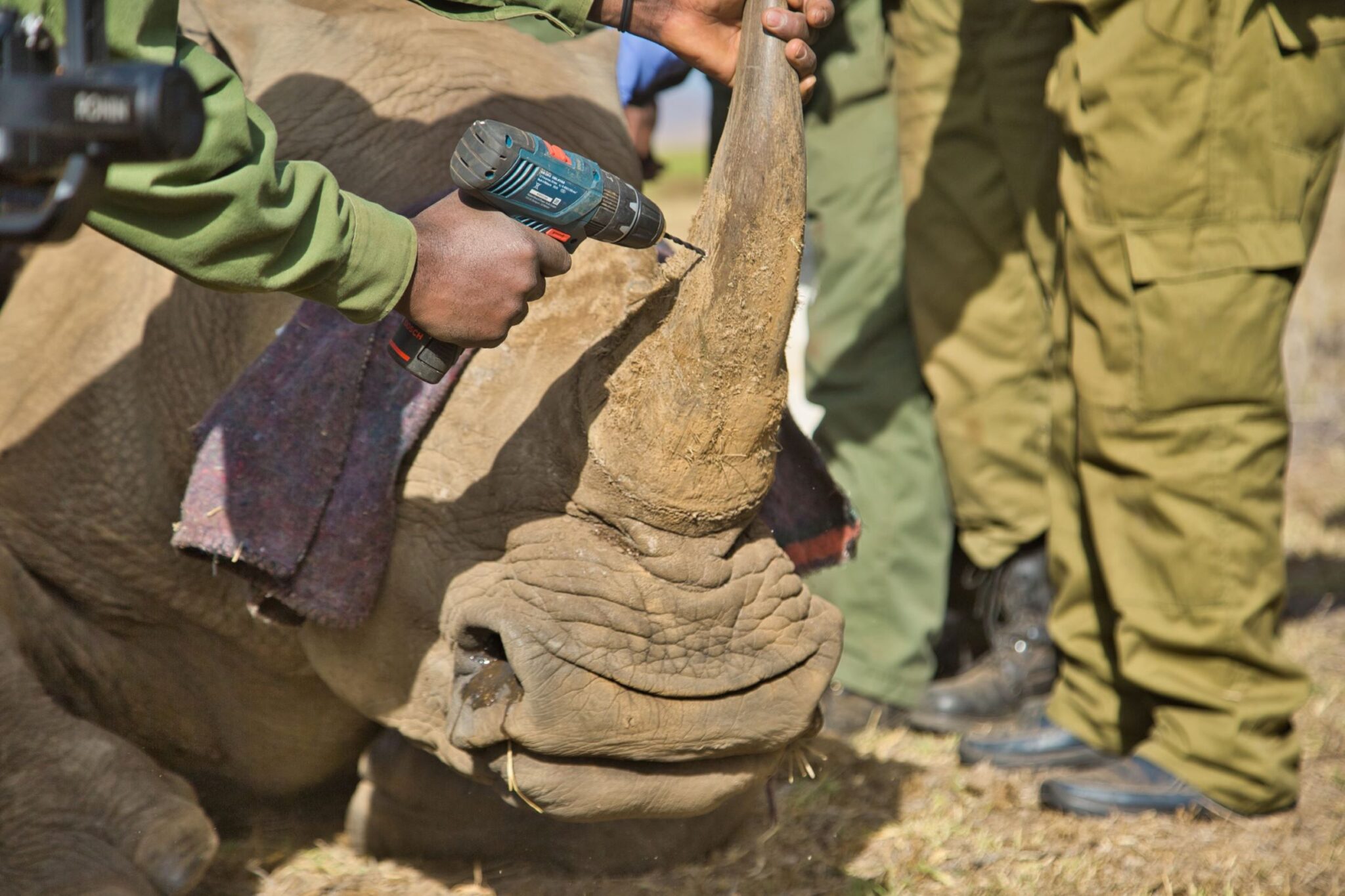 In Pictures: 42 Rhinos Notched Across The Lewa-Borana Landscape - Lewa ...