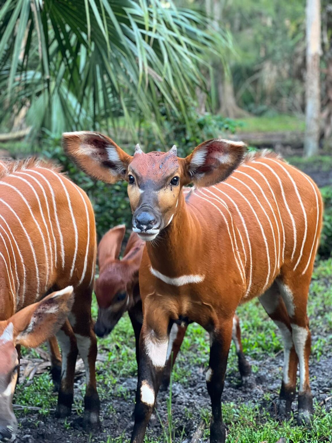 Celebrating World Bongo Day - Lewa Wildlife Conservancy