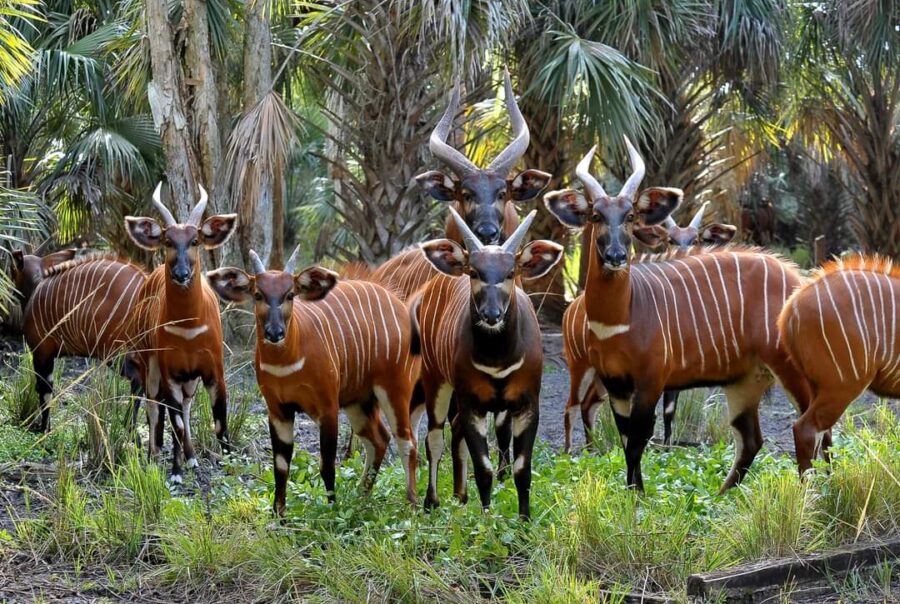 Lewa Wildlife Conservancy