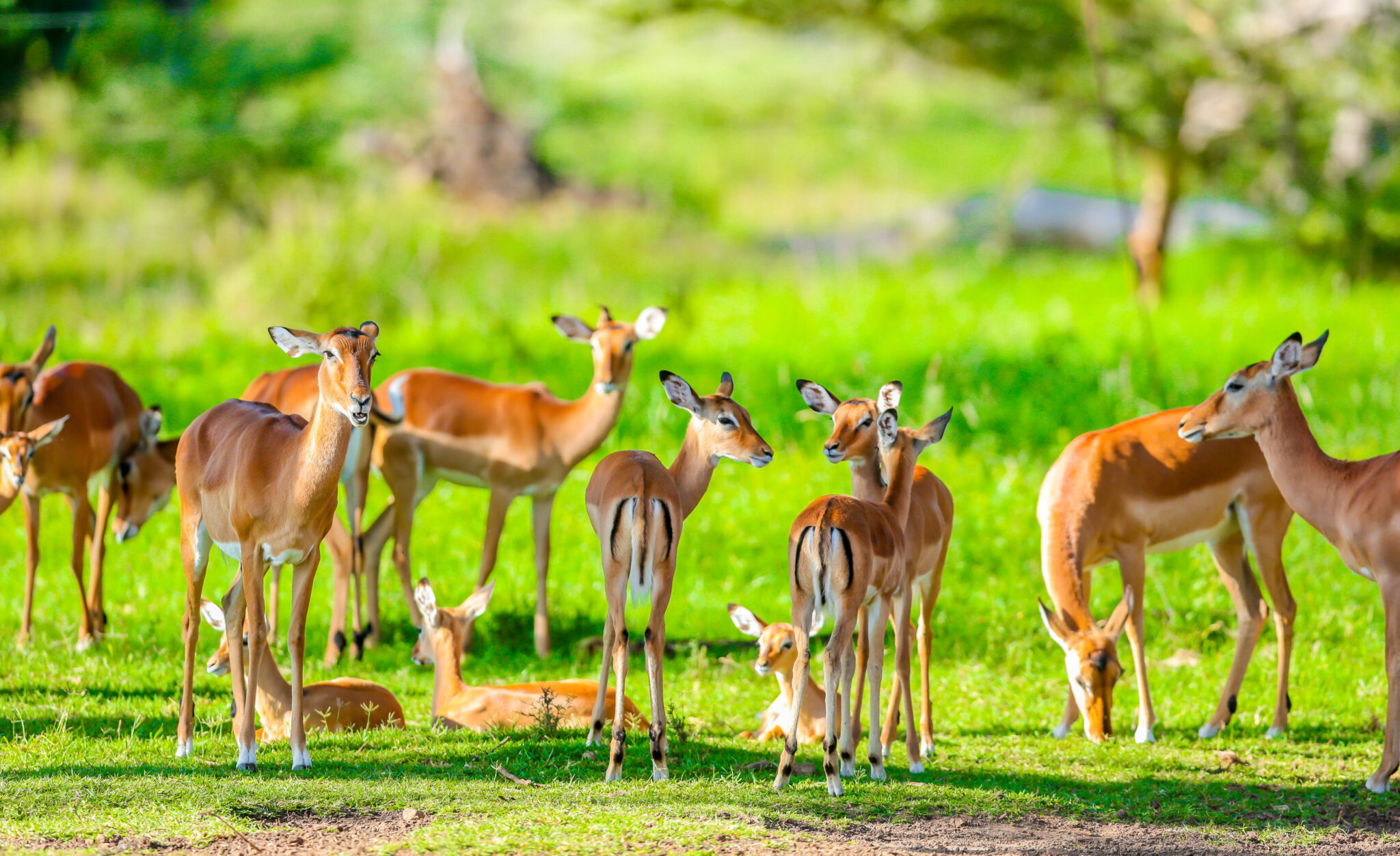 IMAGE 3-62 - Lewa Wildlife Conservancy
