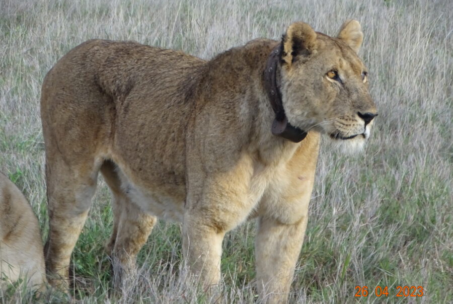 Lewa Wildlife Conservancy