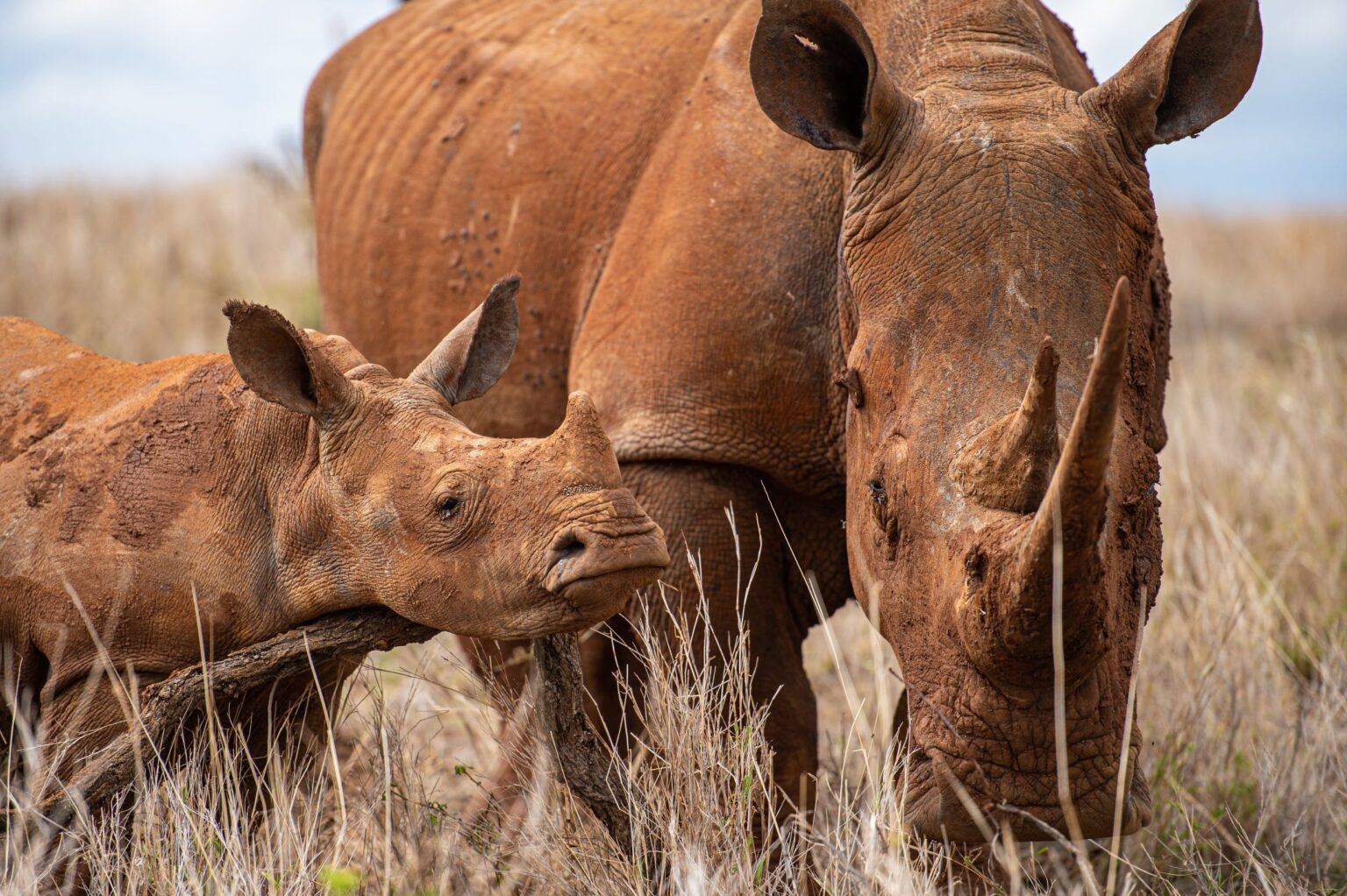 What We Do - Lewa Wildlife Conservancy