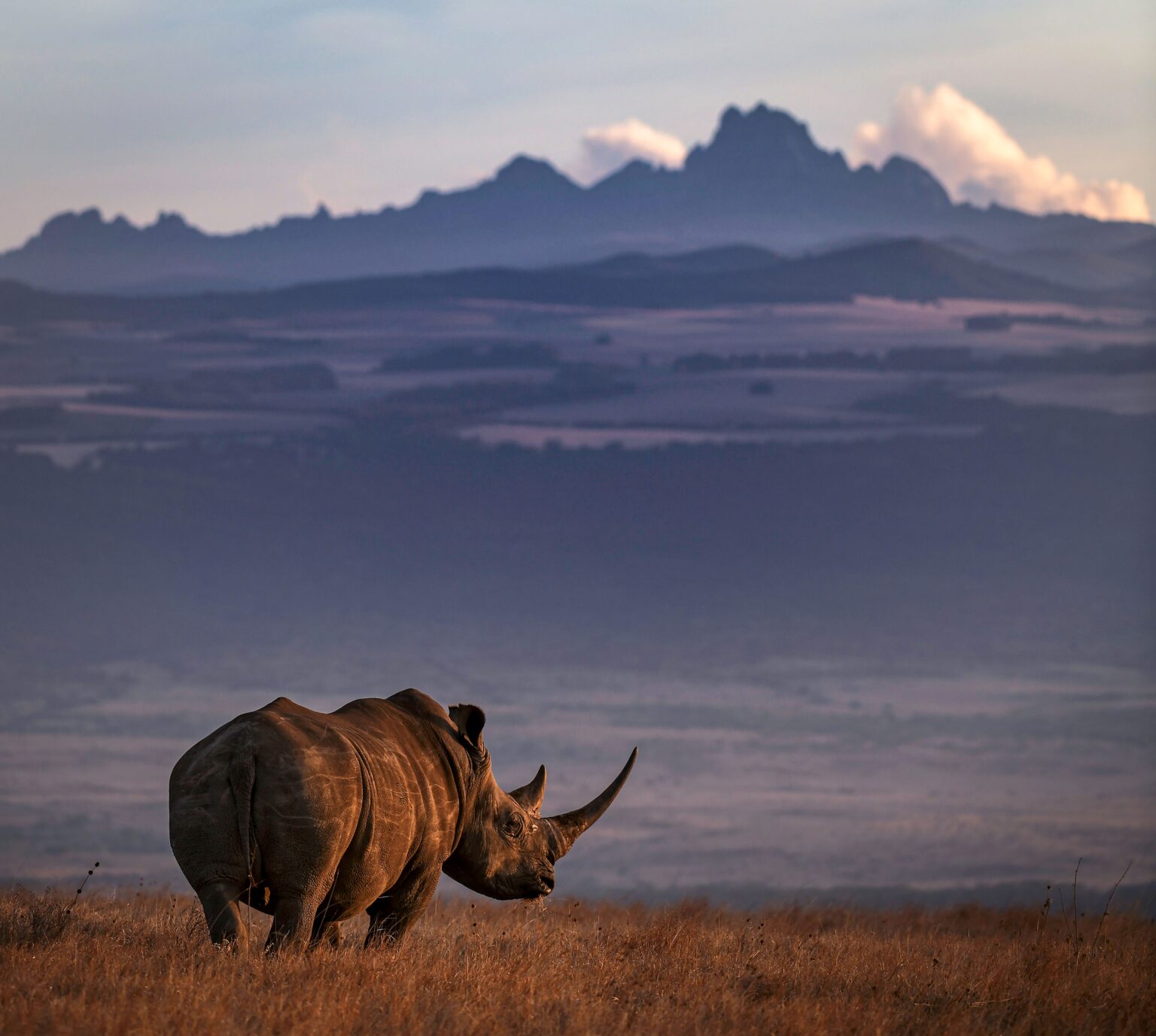 Lewa Conservancy Now a Key Biodiversity Area in Kenya - Lewa Wildlife ...