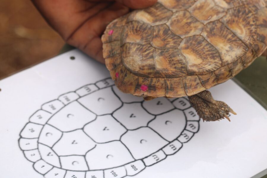 From the Brink to Hope: Lewa Celebrates Pancake Tortoise Conservation ...