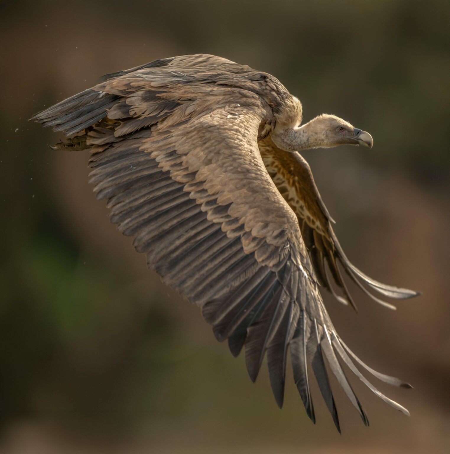 Vultures on the Brink: Poison, Habitat Loss, and the Fight to Save ...