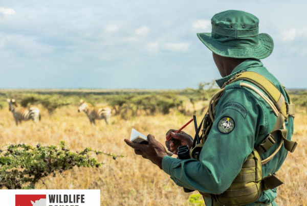5 Must-Watch Movies Featuring Elephants - Lewa Wildlife Conservancy