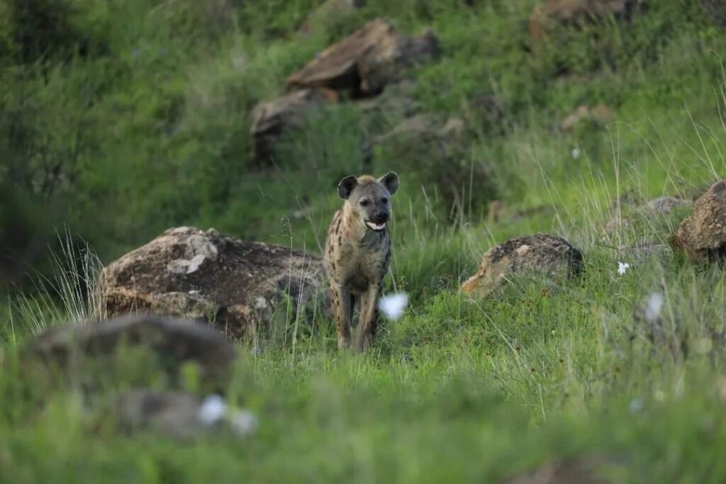 hyean - Lewa Wildlife Conservancy